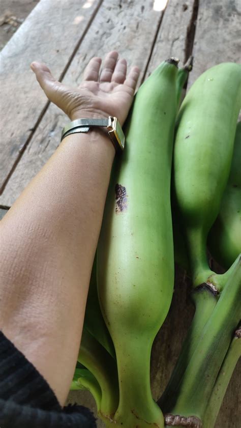 [โค้ชณิศาตลาดออนไลน์] 📍กล้วยงาช้างนะค่ะ สวยแปลก มากด้วยคุณประโยชน์ในร่างกาย ลดความดัน มีคอลลาเจน