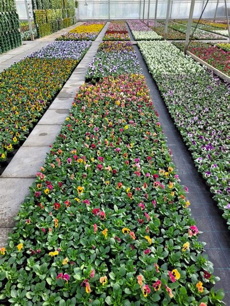 F1 Violen Tuinbouw Marktplaats