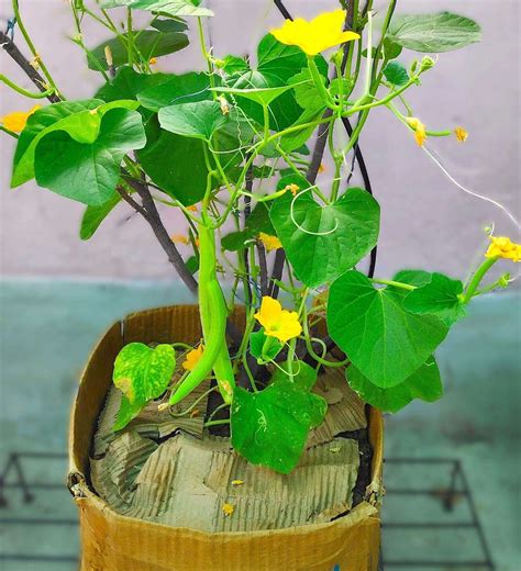 Reusing Cardboard In The Garden Gardening With Cardboard G4gardening