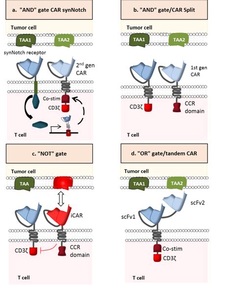 Combinatorial Antigen Targeting For Solid Tumors A And Gate Car Download Scientific Diagram
