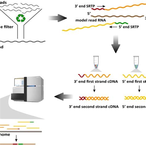 Schematic Overview Of This Strategy Model Read Is Selected From The Download Scientific