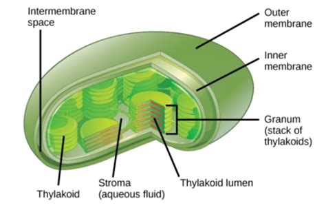Plant Science Exam 3 Uta Flashcards Quizlet
