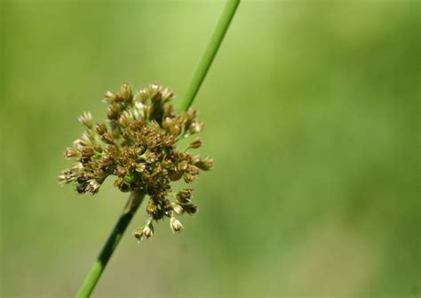 Binsen Umweltfunktion Kultur Und Arten Das Grüne Archiv