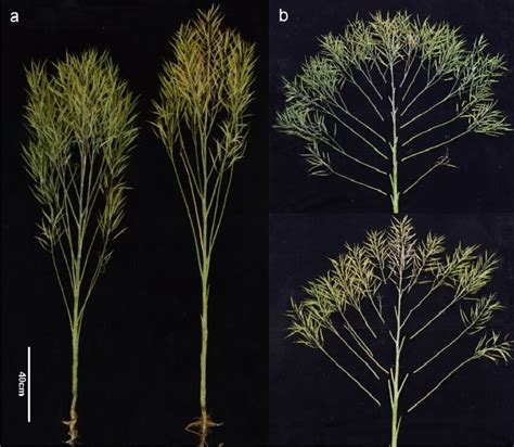 Phenotypes At Maturity Among Brassica Napus Plants With Determinate And