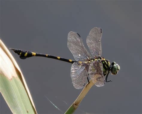 タイワンウチワヤンマIctinogomphus pertinax雌 悠久の野鳥里山の小鳥さんブログ 1