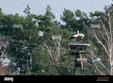 Storks In A Nest On An Electric Pole Bird Migration The First Signs