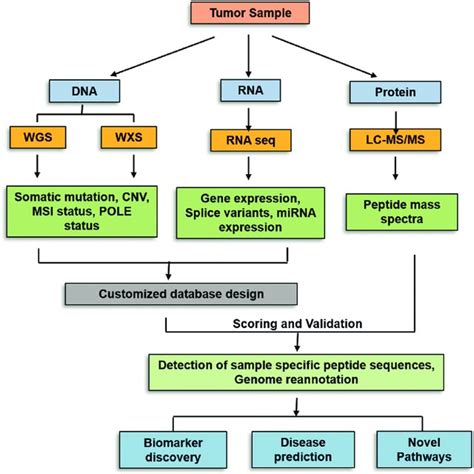 Proteogenomics In Cancer Research Whole Genome Whole Exome And RNA Download Scientific