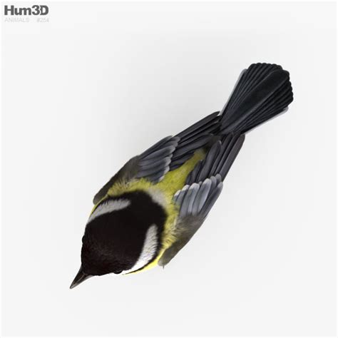 Animated Great Tit 3d Model Download Birds On