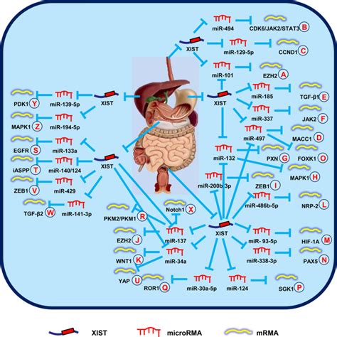 Long Non Coding Rna Xist A Novel Oncogene In Multiple Cancers Pmc
