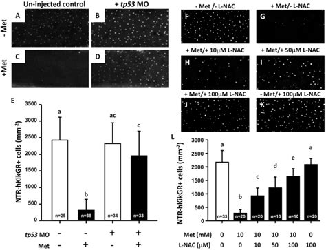 A D Test Of Tp53 Dependency On The Loss Of Ntr Hkikgr Fluorescent Download Scientific
