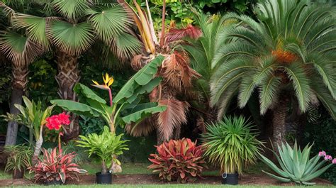 10 Must Have Plants For A Stunning Tropical Garden