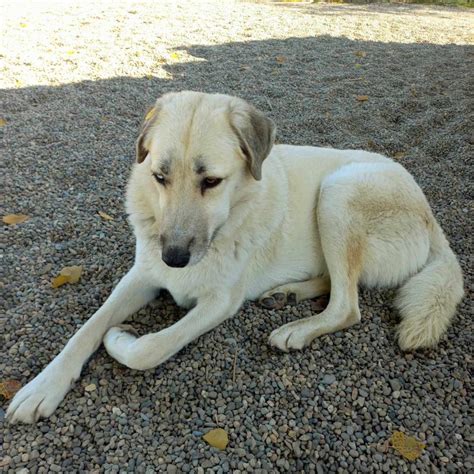 ლისის ტბის ცუგოები