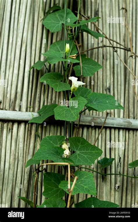 Creeping Bentgrass Grows In Low Areas Typically Along Property Lines