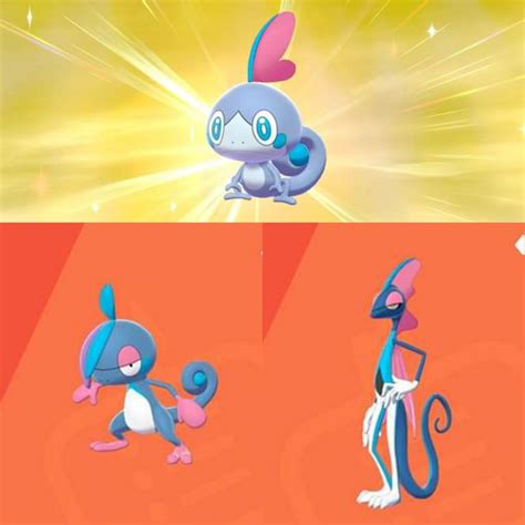 [gen8] I Absolutely Adore My Shiny Sobble And The Entire Evolution Line