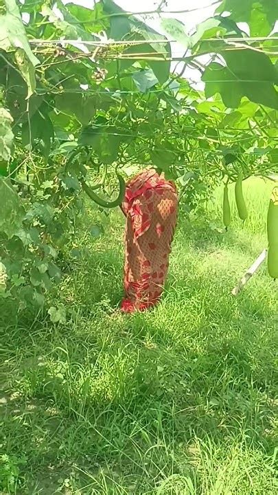 Short Shortsvideo Youtubeshorts Shortsfeed Shorts Youtube