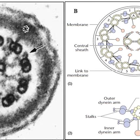 Electron Microscopic And Diagramatic Representation Of The Arrangement Download Scientific
