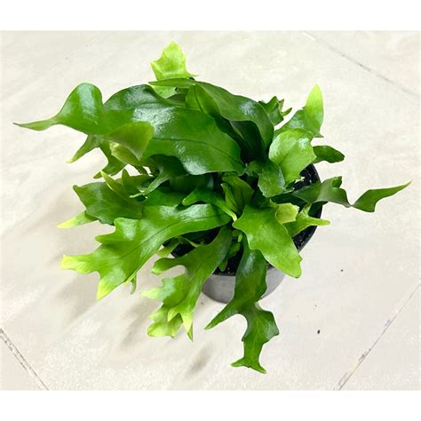 Nms Microsorum Scolopendrium Fern 铁角蕨 心舌蕨 Fern Live Plant Fresh Plant Shopee Malaysia