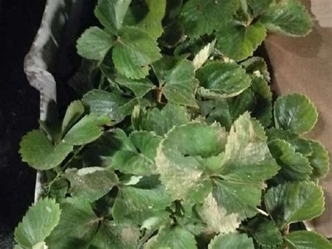 Sodinukai Braskiu Skelbimai Skelbiult