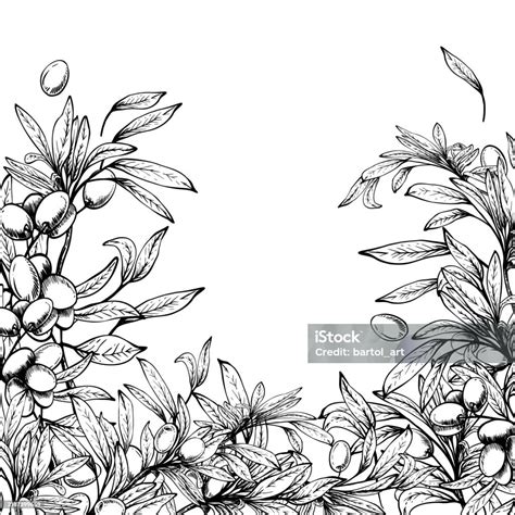 잎과 열매 사각형 템플릿과 올리브 나무 가지 손으로 그리기 라인 아트 벡터 일러스트 레이 션 0명에 대한 스톡 벡터 아트 및 기타 이미지 Istock