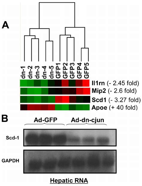 A Hierarchical Clustering Of The Five Apoe − − Mice Infected With Download Scientific