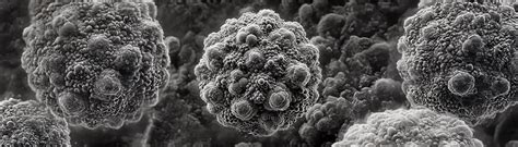 Exploring Nanofertilizers A New Chapter In Sustainable Agriculture