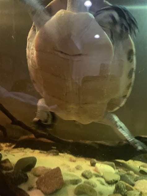 Can You Sex My Turtle R Turtle