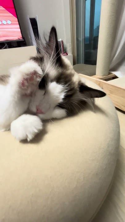 요가하는 고양이 Youtube