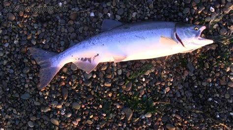 Puget Sound Pink Salmon Fishing Basics Tactical Club