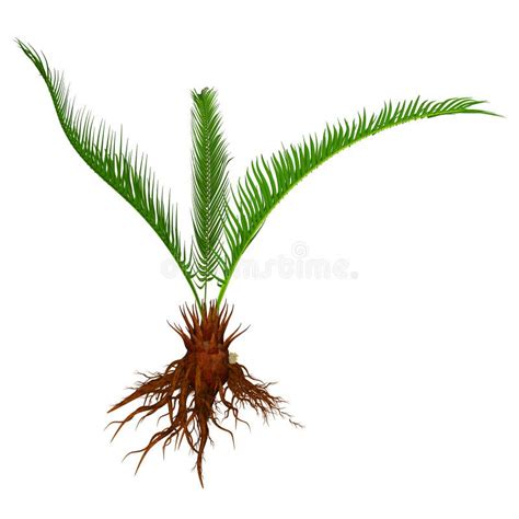 Coralloid Root Stock Illustrations 11 Coralloid Root Stock