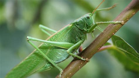 Wallpaper Grasshopper Insect Macro Photography 2880x1800 Picture Image