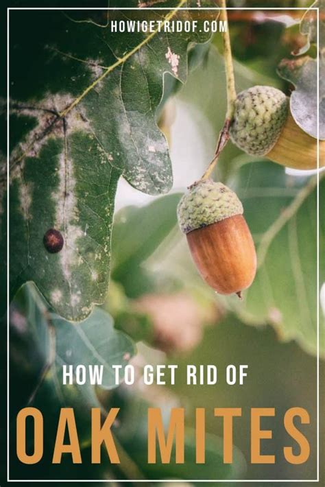 How To Get Rid Of Oak Mites How I Get Rid Of