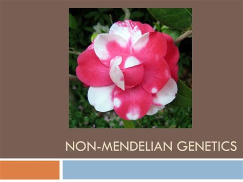 PPT Non Mendelian Genetics PowerPoint Presentation Free Download ID 2824265