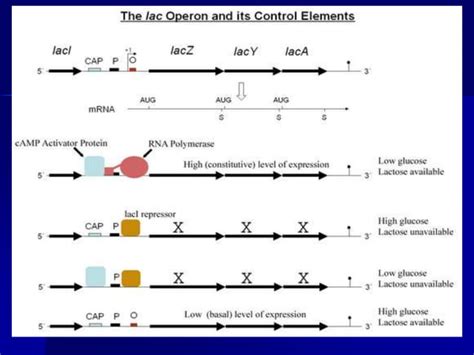 Gene Expression In Prokaryotespptx