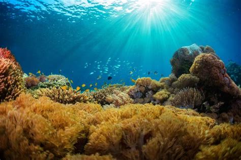 古今中外对岩藻多糖的研究，多种生理功效未来可期 知乎