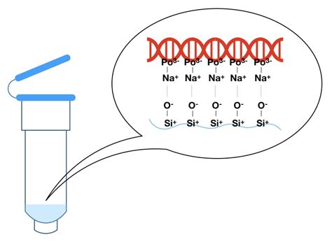 Advantages And Limitations Of Spin Column Dna Extraction Technique