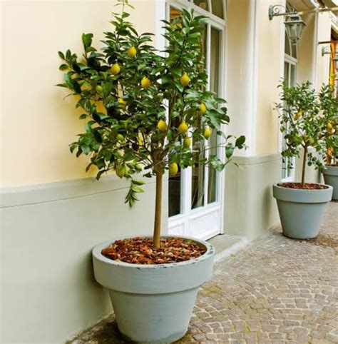 10 Dwarf Lemon Trees With How To Grow And Care Mississippi Greens