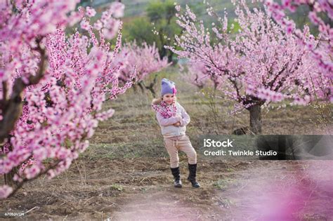 분홍색 꽃과 봄 젊은 복숭아 나무의 분야에 서 귀여운 아름 다운 세련 된 옷을 입은 금발 소녀 봄 시즌에 분홍색을 입은 웃는 소녀 공원에 대한 스톡 사진 및 기타 이미지