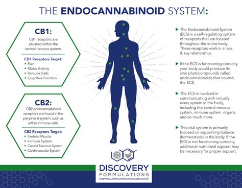 The Endocannabinoid System Discovery Formulations