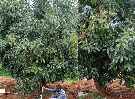 Full Article Contribution Of On Farm Avocado Persea Americana Tree