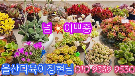 울산다육매냐이정현님🤩상큼통통💥아이시핑키짚시화이트스노우로찌라울은파러우덴섬꽃레티지아레몬로즈레드법사💔23418korean Succulents Plants