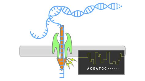Global Nanopore Sequencing Market To Grow At A Cagr Of 11 By 2030