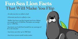 31 Strange Sea Lion Facts 2024