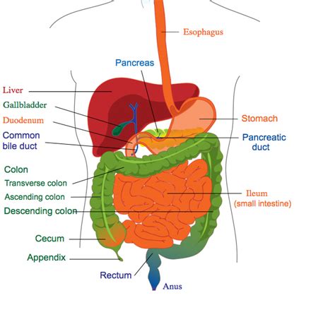 Gastrointestinal Diseases Rise In Asia Medtech Intelligence