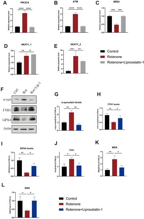 Validation Of The Degs In Pd Models Ae The Mrna Relative Expression