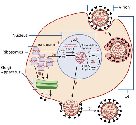 Reproduction In Viruses Coronavirus Structure Replication And Lifecycle TAJASSUS