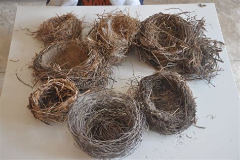 Empty Bird S Nest Build Using Mud And Grass Stock Image Image Of Hair Home 121013285