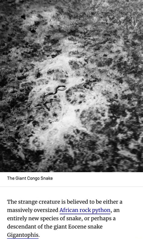 The Giant Congo Snake The Strange Creature Is Believed To Be Either A The Giant Congo Snake The Strange Creature Is Believed To Be Either A