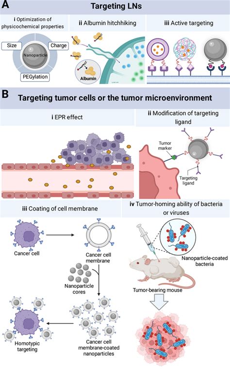 Targets And Corresponding Targeting Strategies Of Cancer Vaccines A Download Scientific