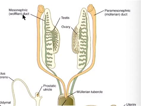 Sexual Differentiation Embryology Flashcards Quizlet