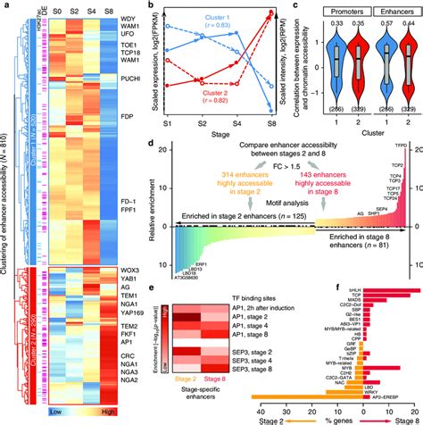 Enhancers Control Developmental Stage Specific Gene Expression Download Scientific Diagram